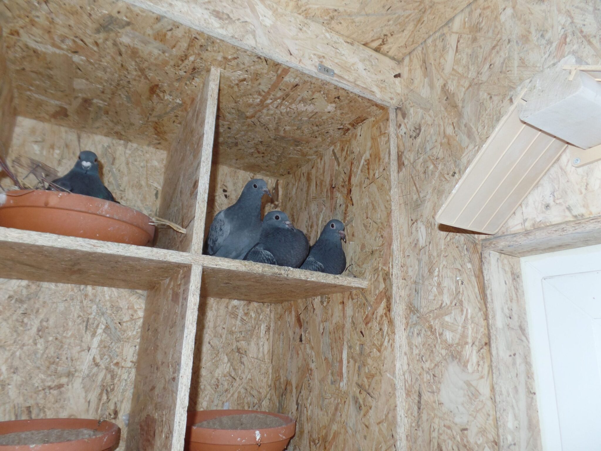 Taubenschlag bauen – Tipps für Kommunen, Tierschützer und genervte Stadtmenschen - Containerbasis.de